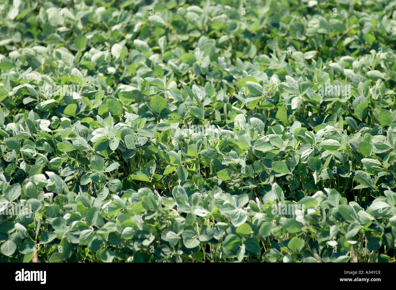 Close up soy beans leaves hi-res stock photography and images - Alamy