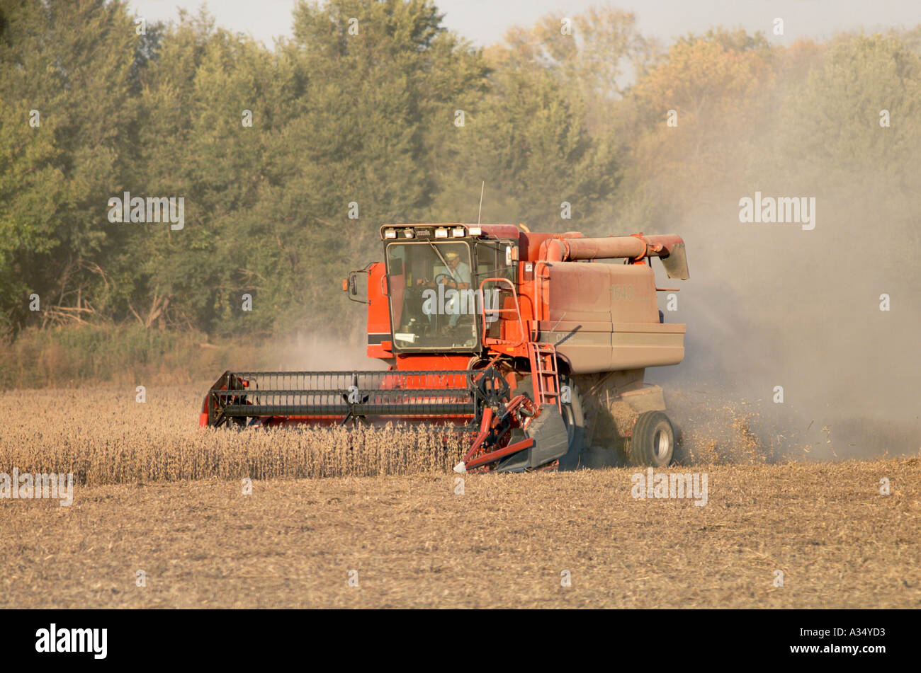 Harvesting soy beans with a combine in a dusty field Stock Photo - Alamy