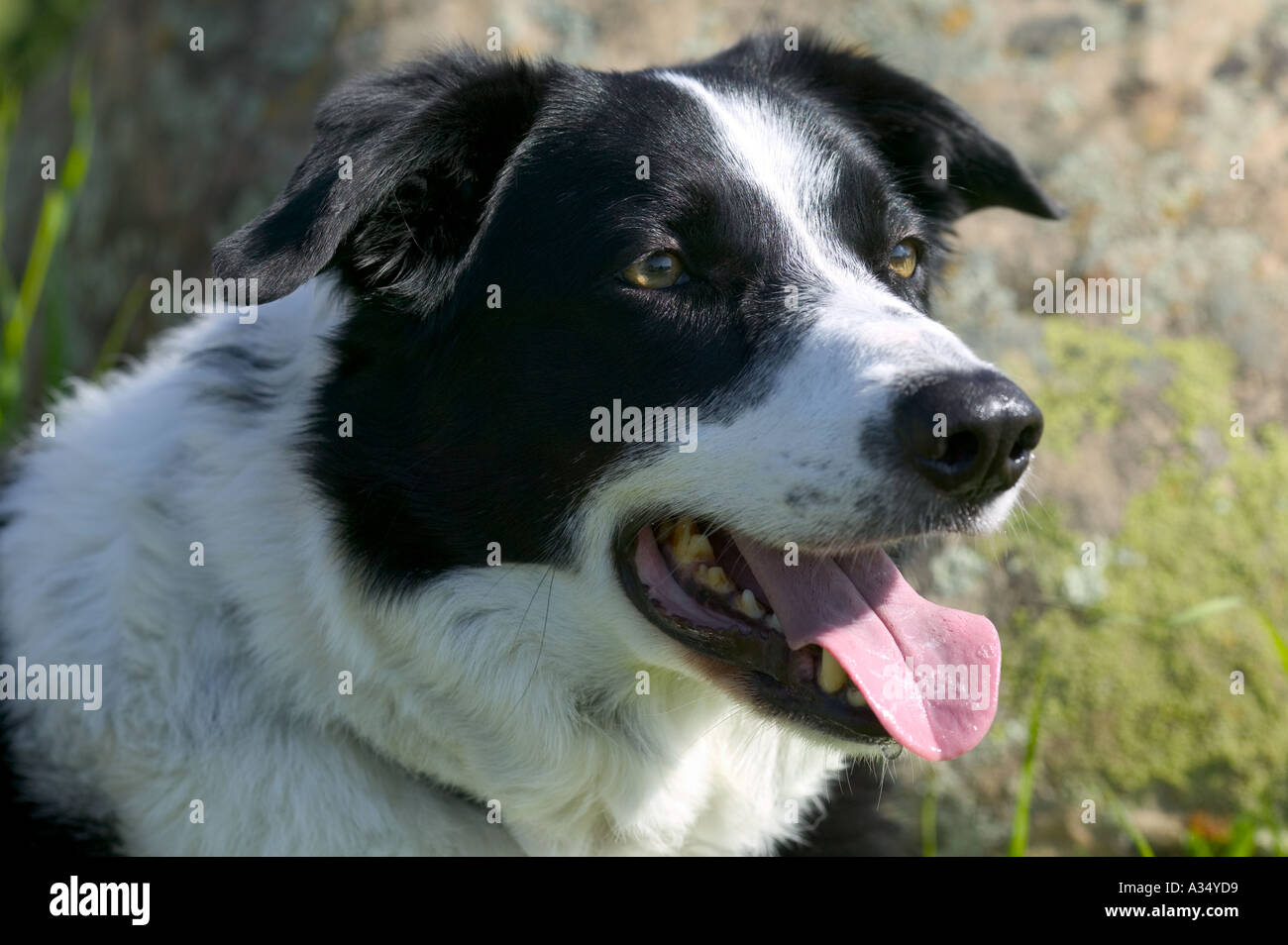Border collie head hi-res stock photography and images - Alamy