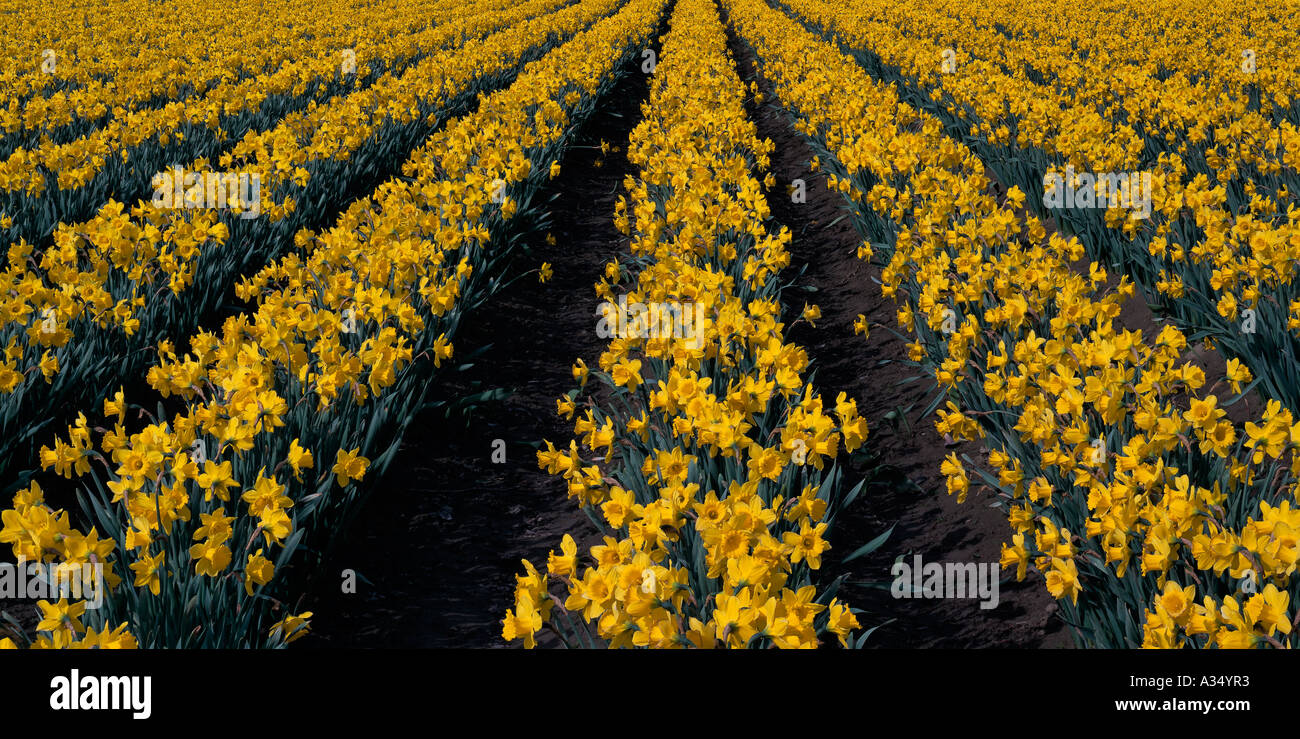 Commercial daffodil growing farming rows hi-res stock photography and ...