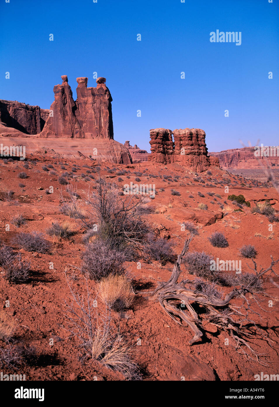 Weathered juniper tree with the Three Judges sandstone sculpture Arches ...