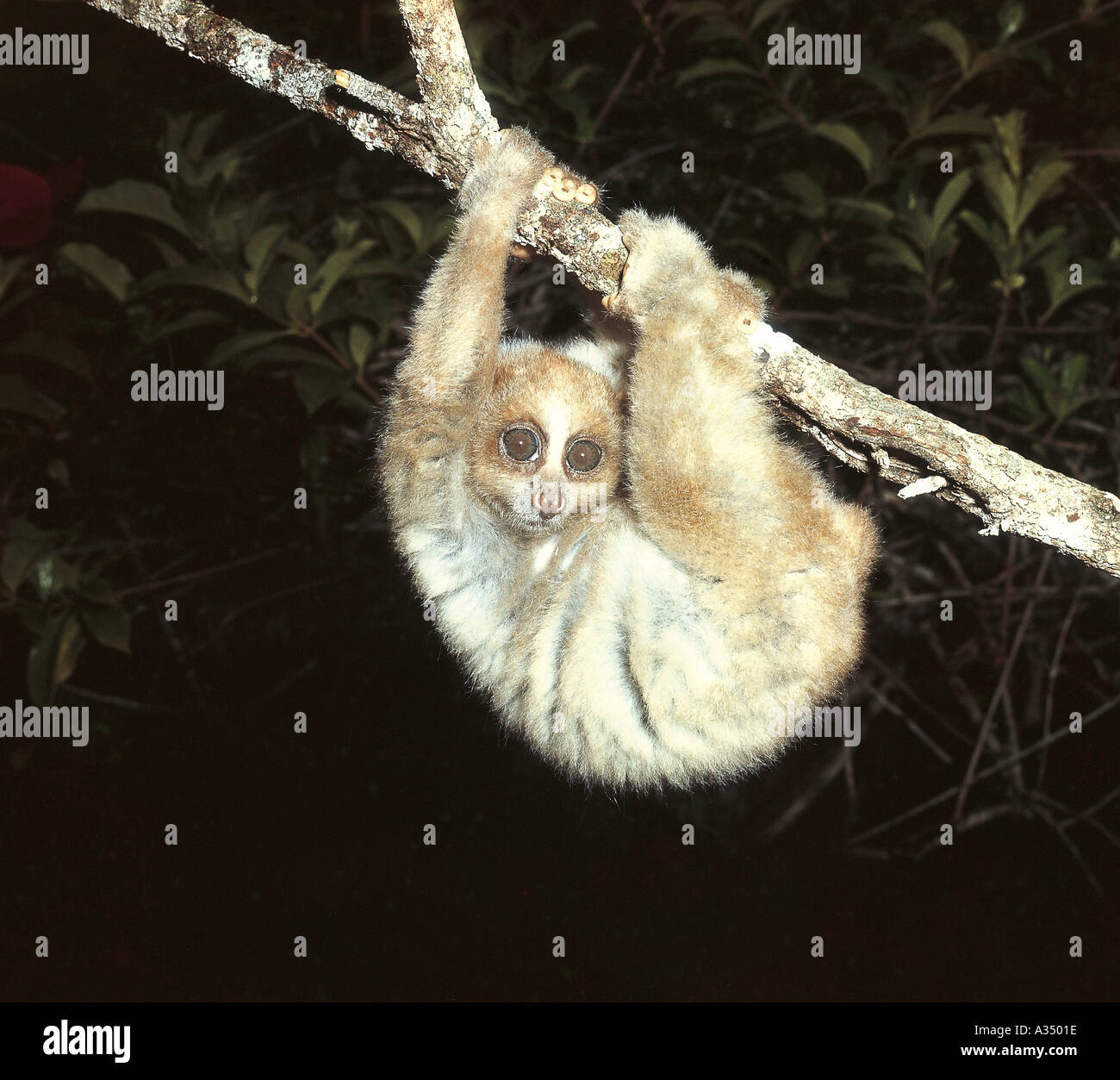 Slow loris malaysia hi-res stock photography and images - Alamy