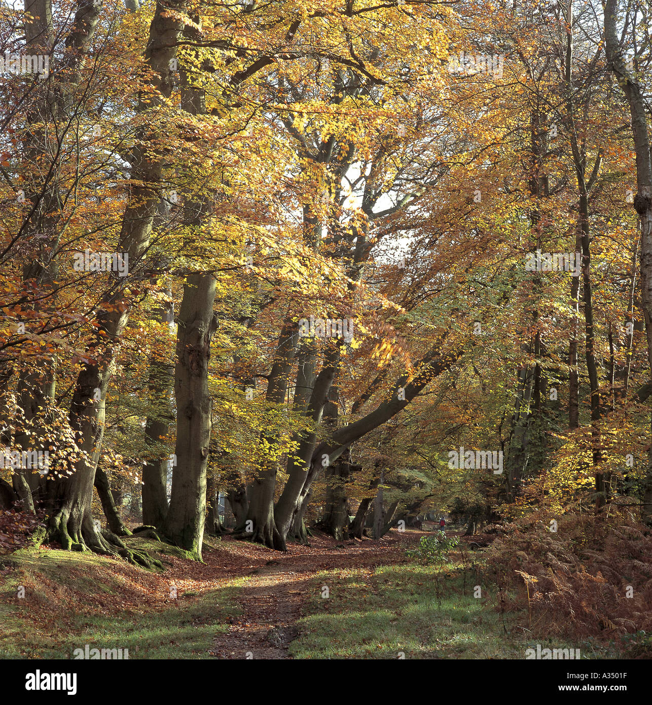 Ladies walk hi-res stock photography and images - Alamy