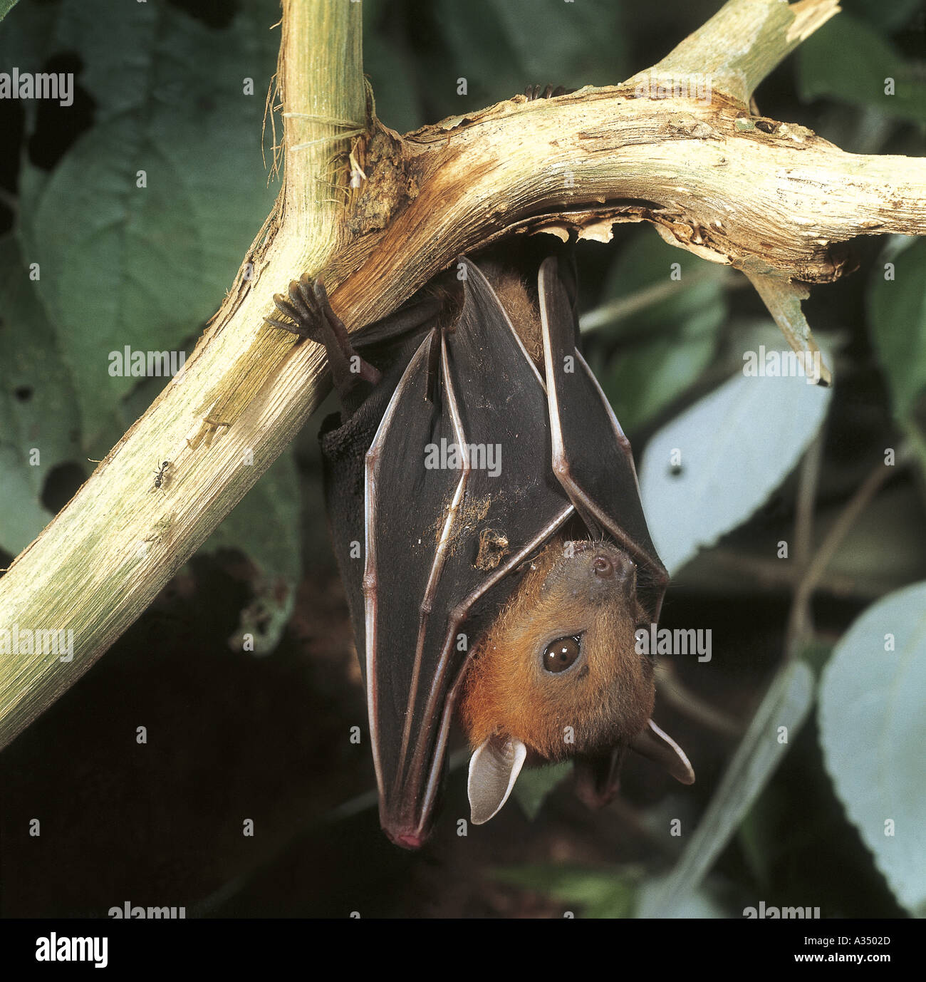 Malay fruit bat hi-res stock photography and images - Alamy