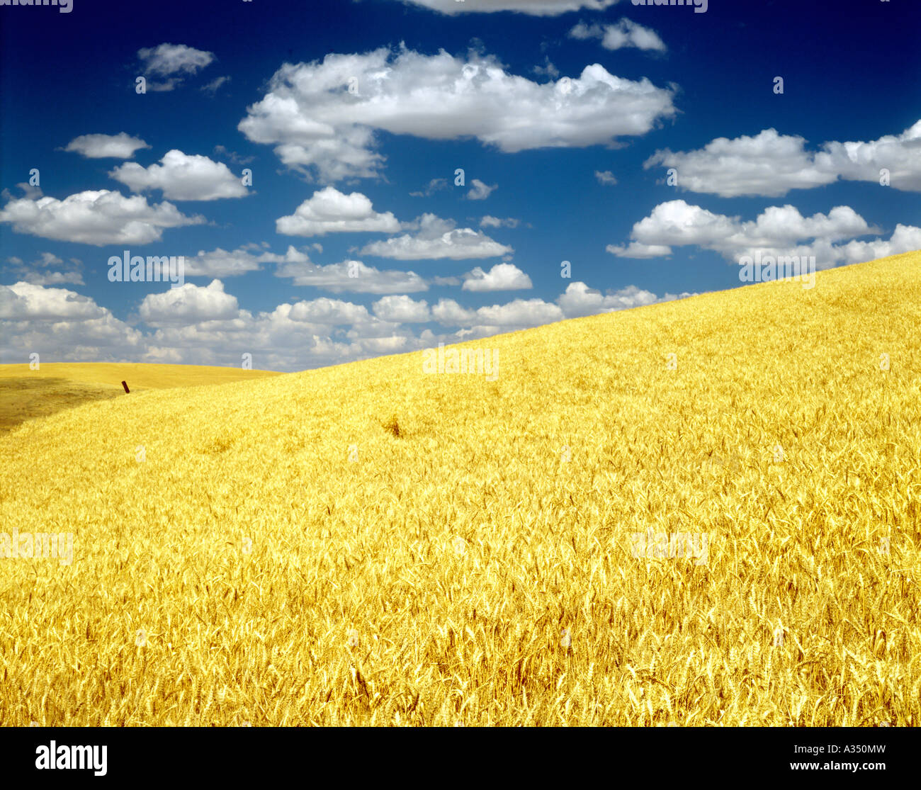 Grainheads hi-res stock photography and images - Alamy