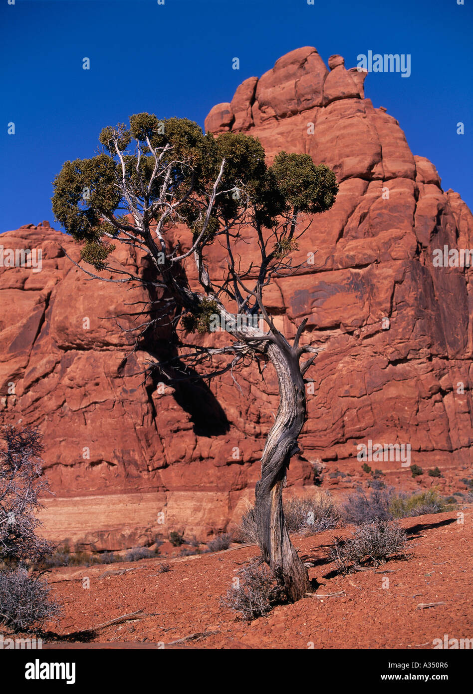Juniper tree Arches NP Moab Utah USA Stock Photo - Alamy