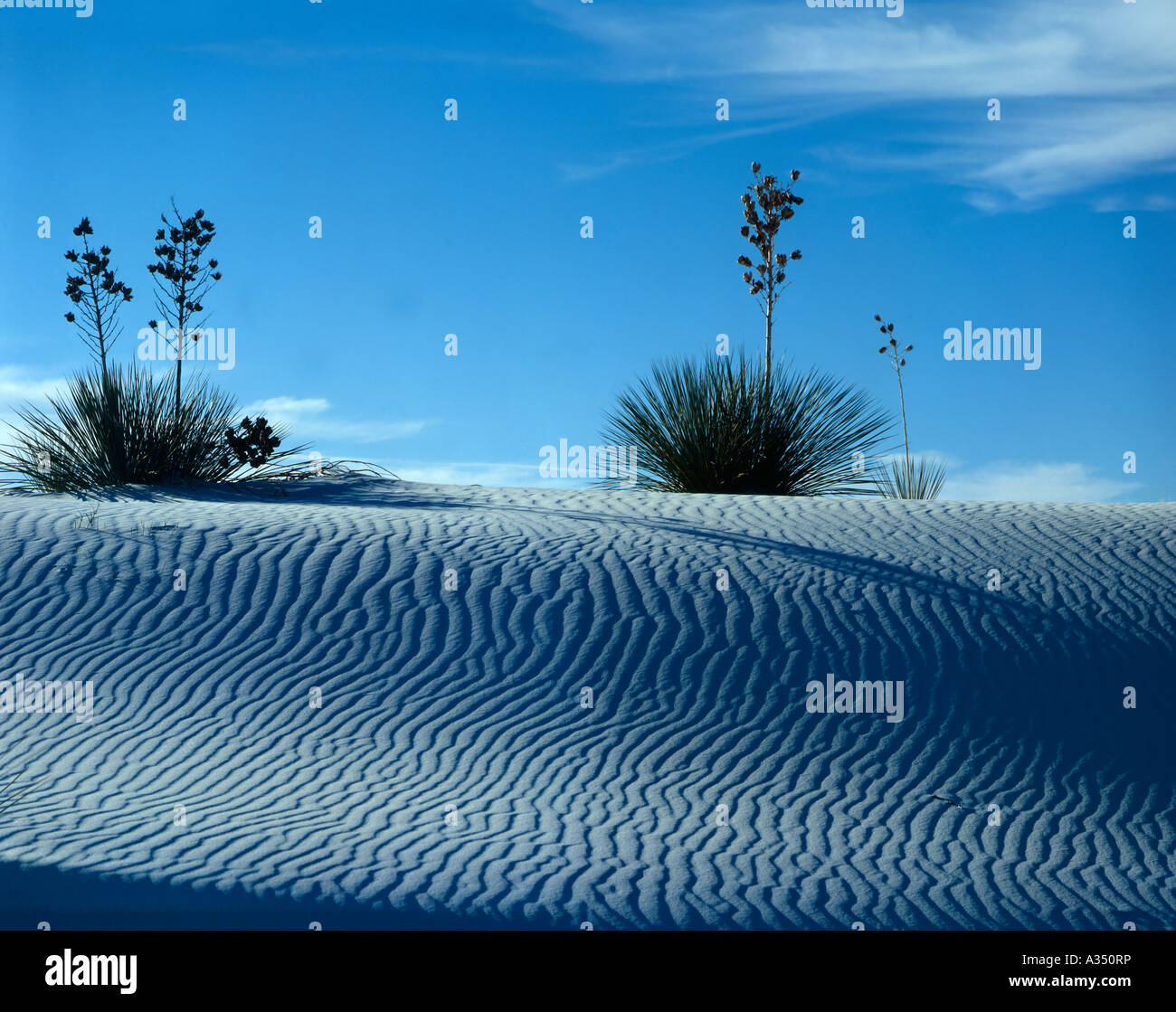 Wind ripples in the bright sands of White Sands National Monument in ...