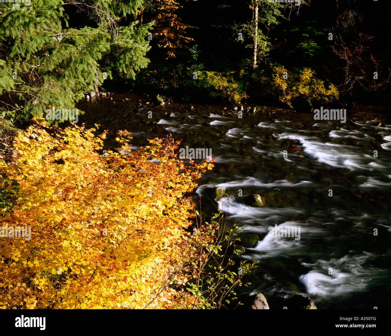 Diversity of trees and fall colors hi-res stock photography and images ...