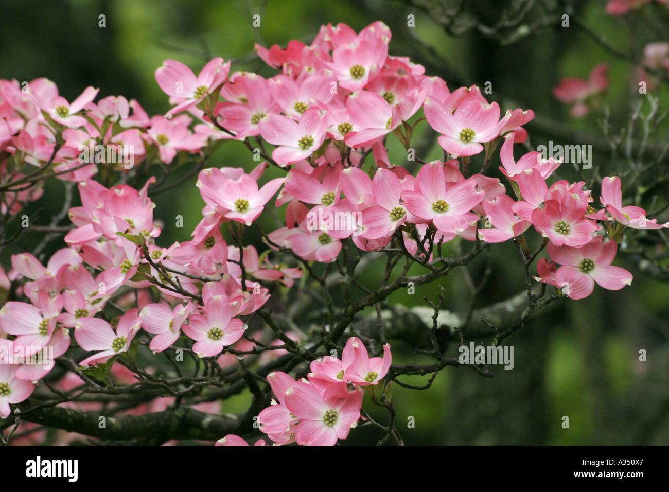 Flowering Pink Dogwood (Cornus florida Stock Photo - Alamy