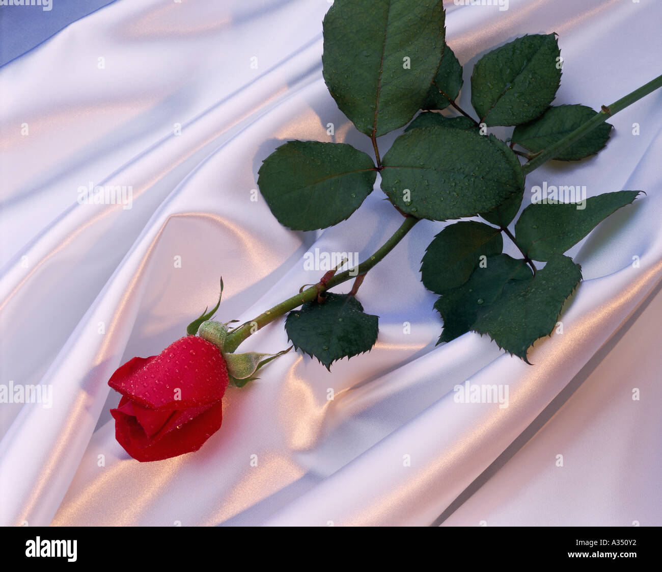 Red rose on white satin Stock Photo - Alamy