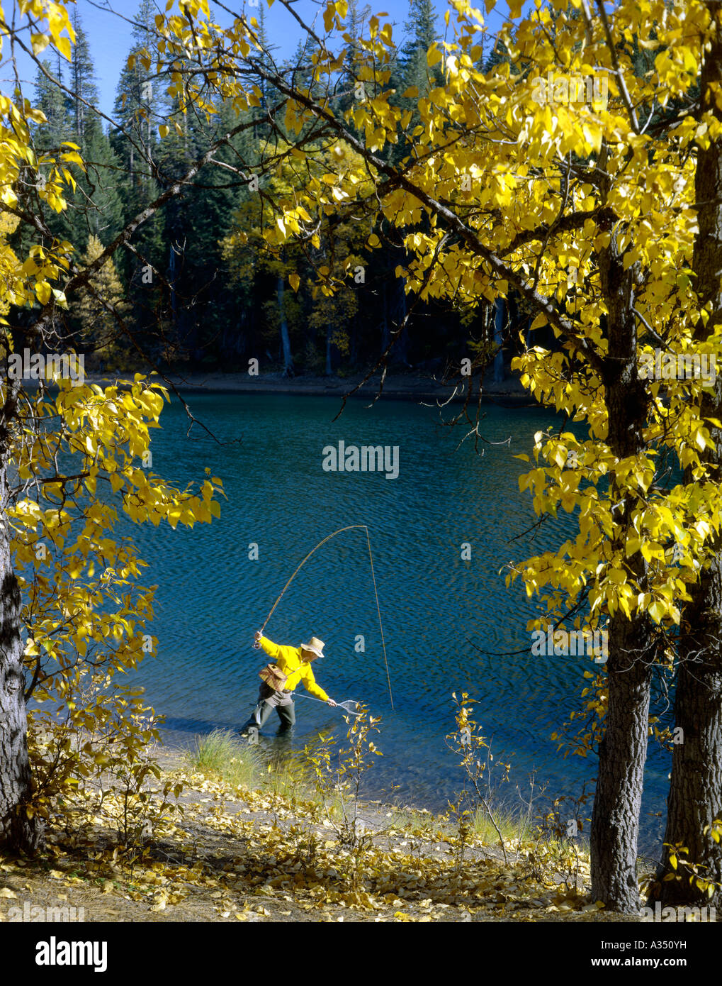 Fly fisherman netting catch at Trout Lake in the Cascade mountains of ...