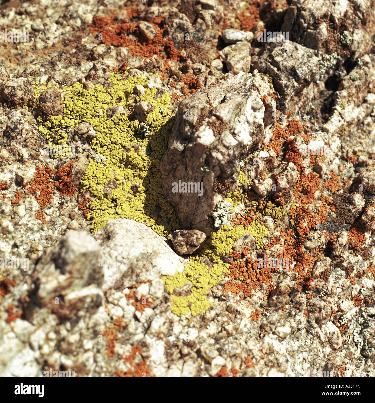 Lichen Ascomycetes growing on boulder Joshua Tree National Park ...