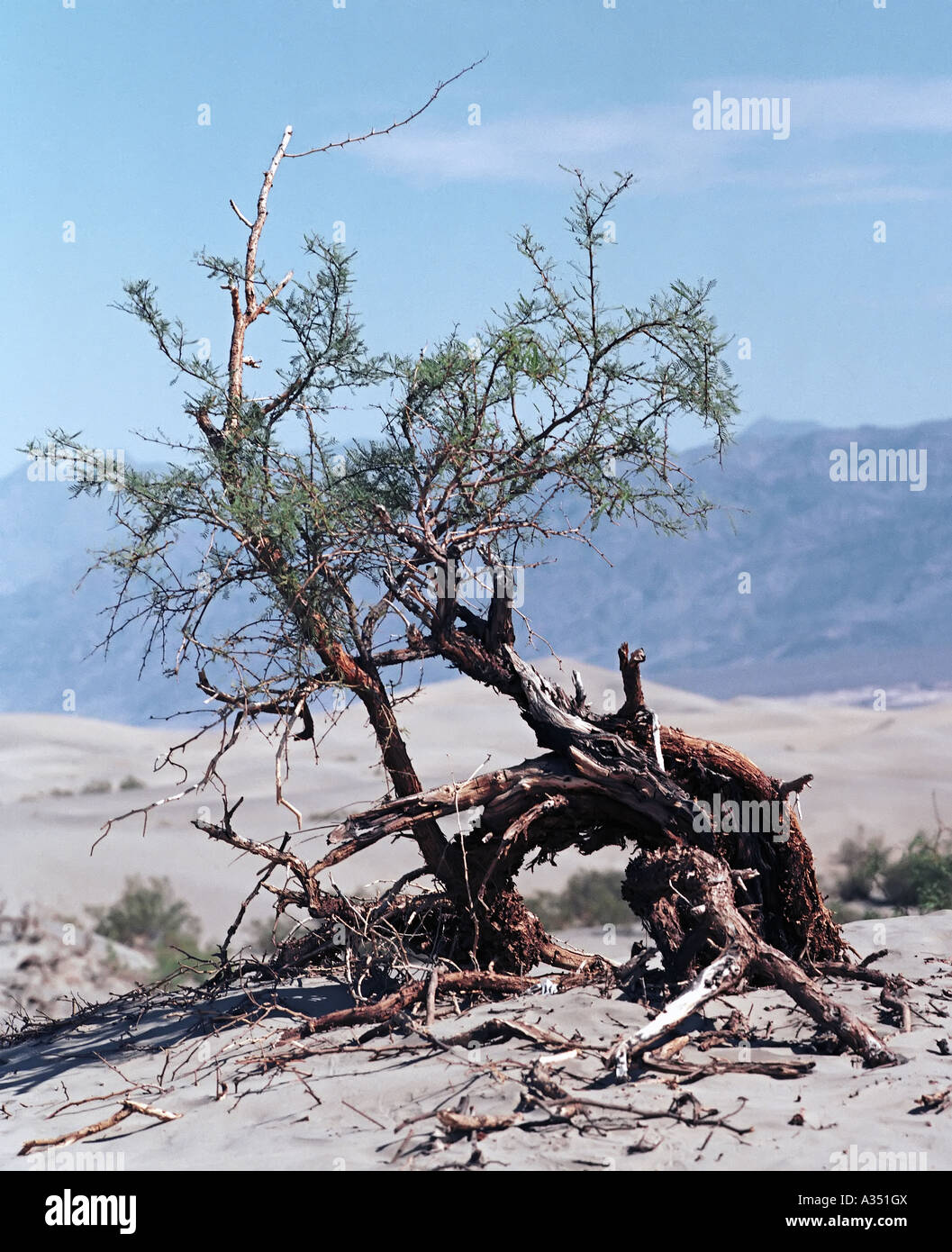 Sand Dunes area in death Valley National Park Nevada Stock Photo - Alamy