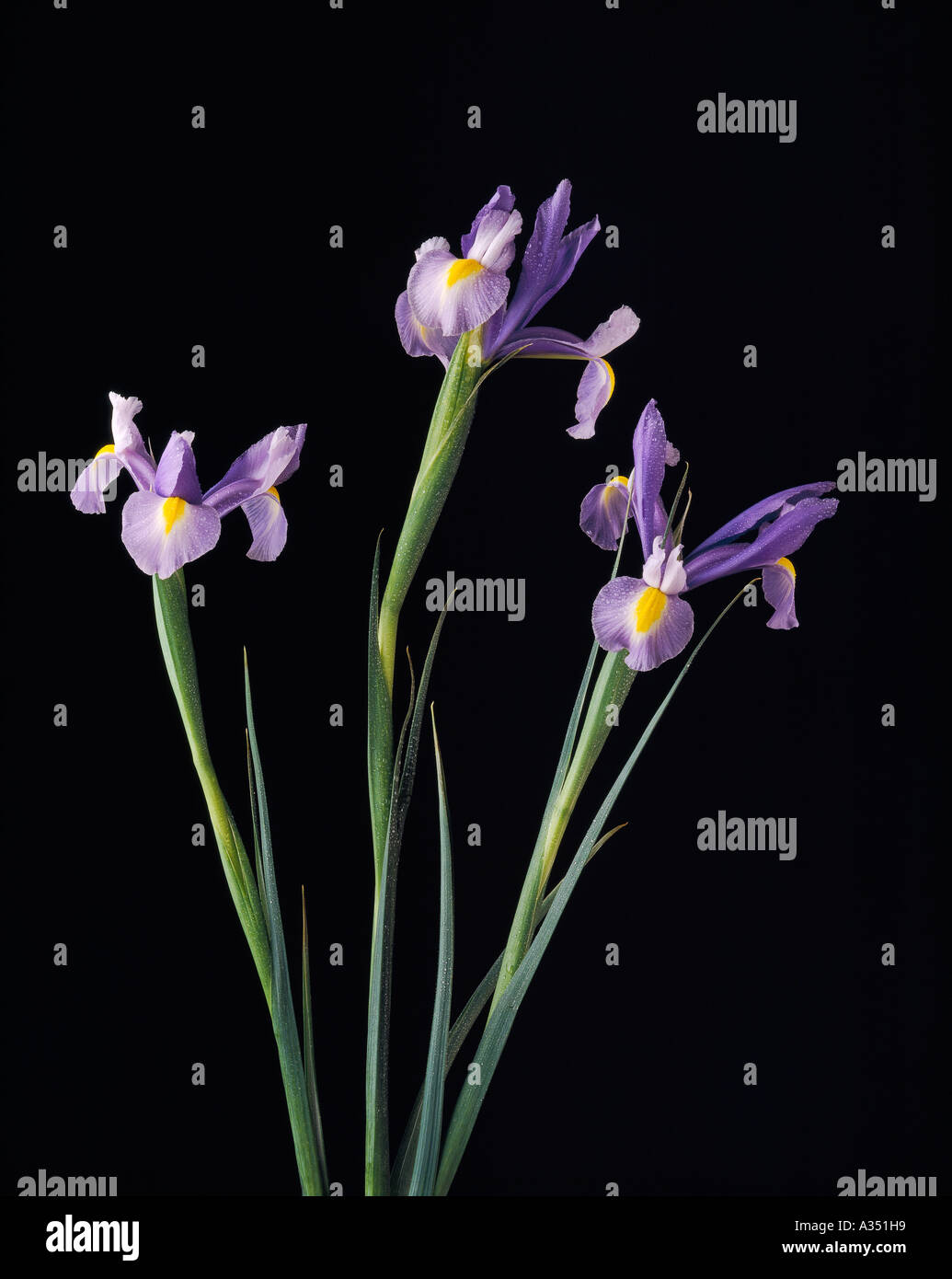 Three purple iris flowers perennial herbaceous plant Genus Iris family ...