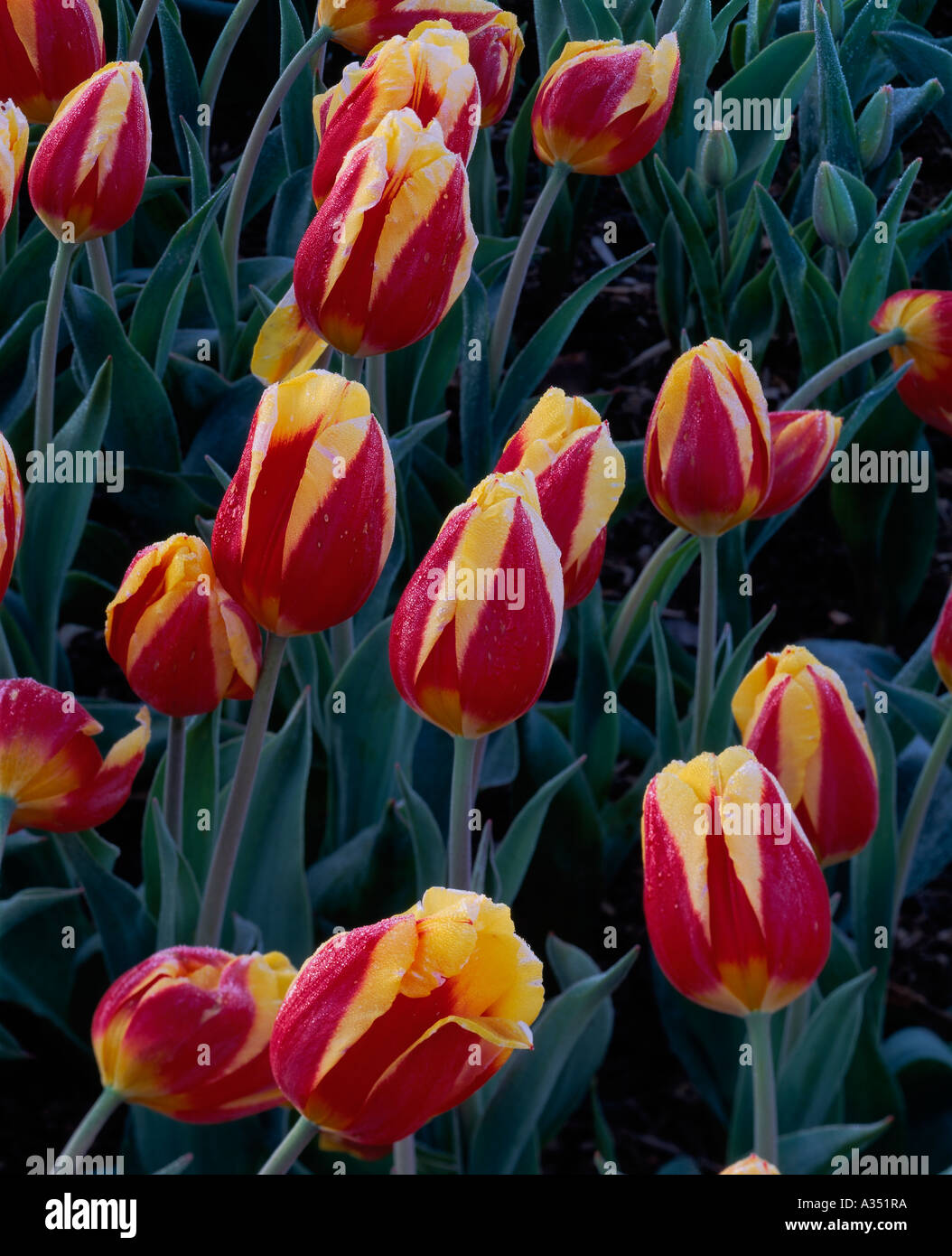 Yellow variegated tulips hi-res stock photography and images - Alamy