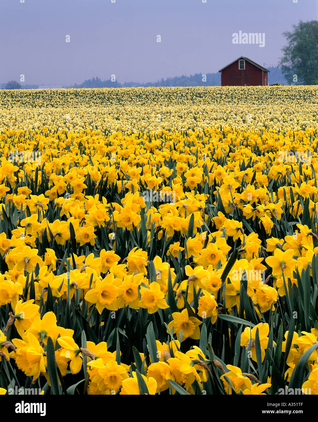 Daffodils on commercial bulb farm Stock Photo - Alamy