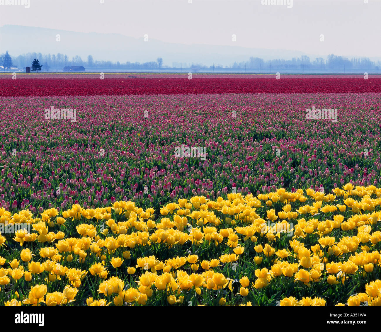 Tulip blub farm Skagit Valley Mt Vernon WA Stock Photo - Alamy