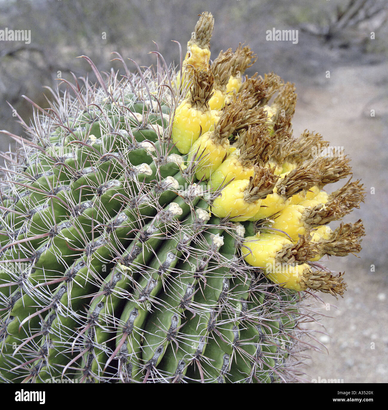 USA Arizona Tucson Saguaro National Park Blooming barrel cactus Genus ...