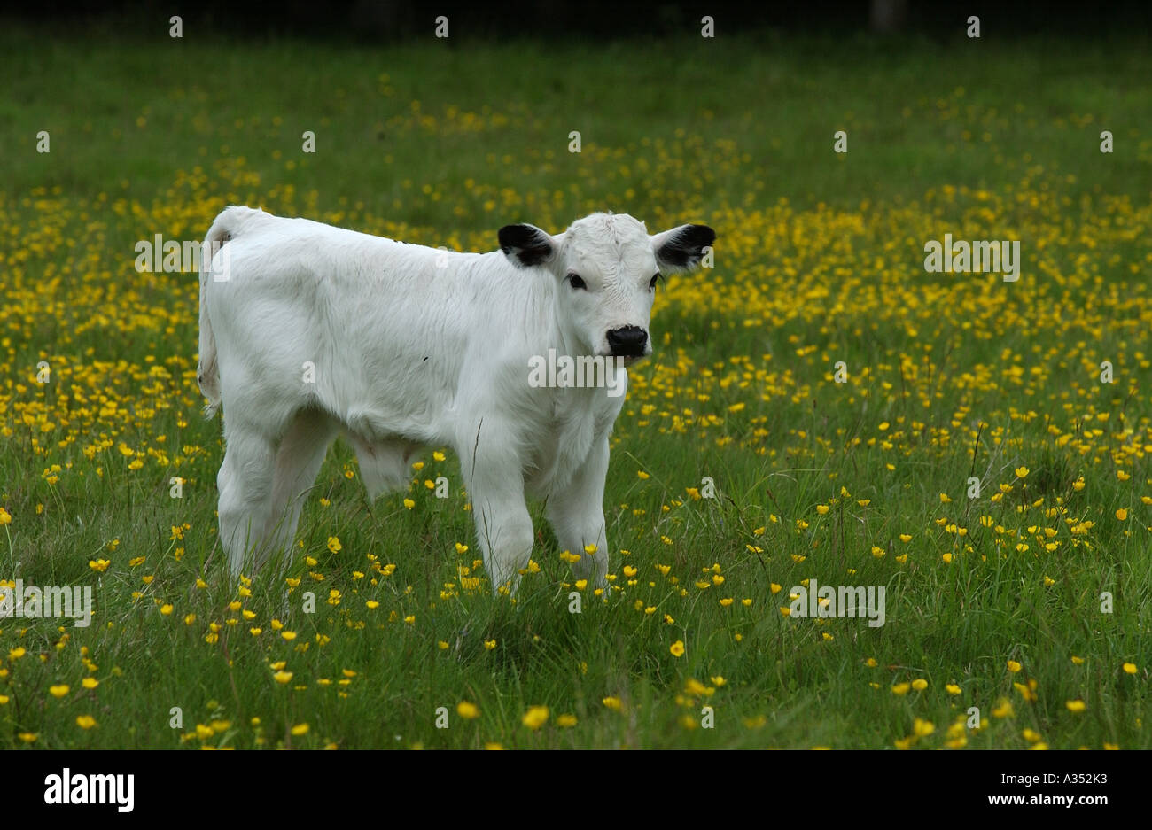 White Park calf Bos taurus in buttercup field Berkshire UK Stock Photo ...