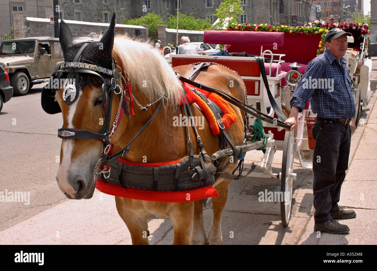 Horse-drawn carriage and jockey in Old Montreal (district of Montreal ...