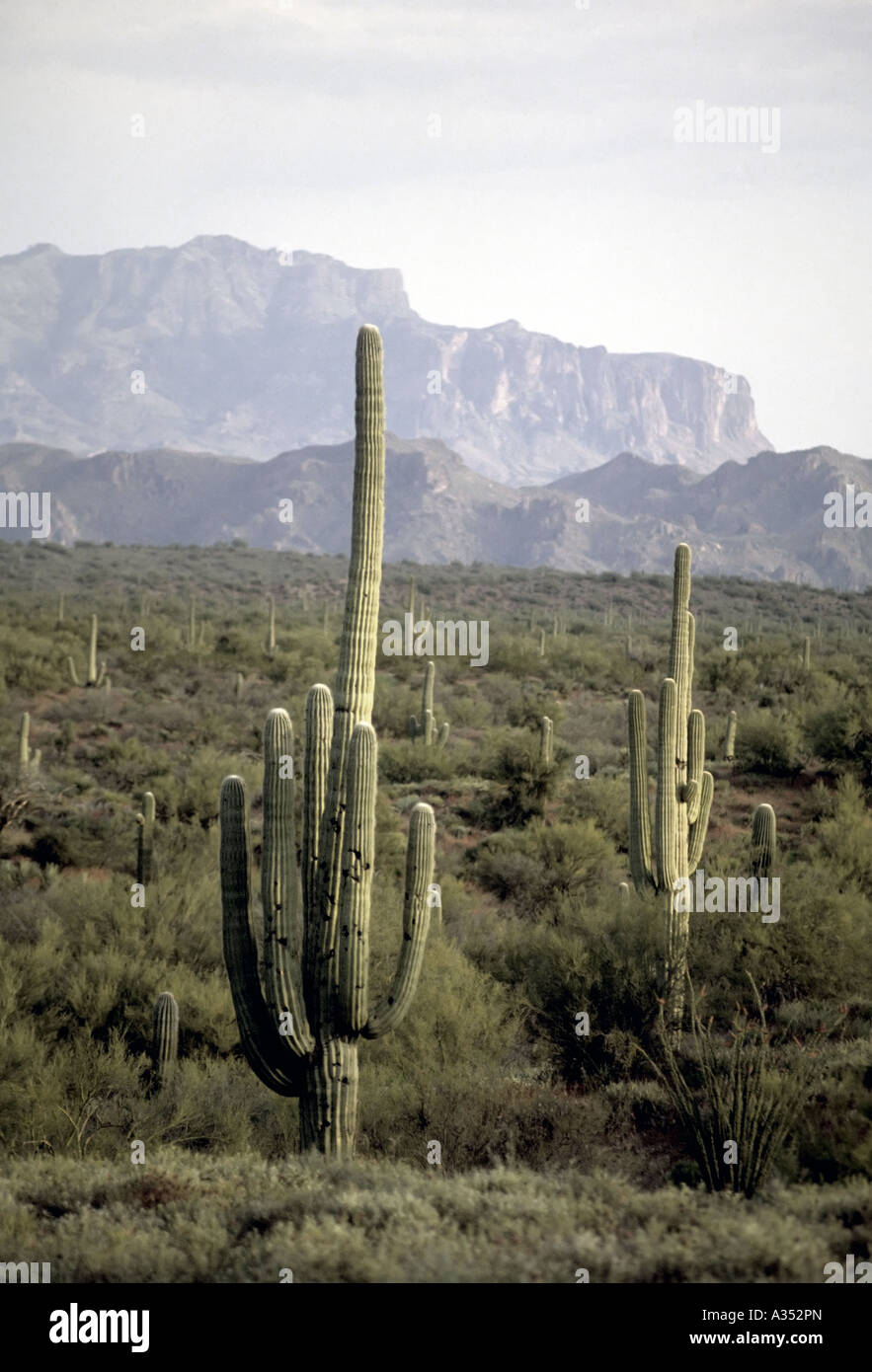USA Arizona Sierra Ancha Field of saguaro cactus Carnegiea Gigantea at ...
