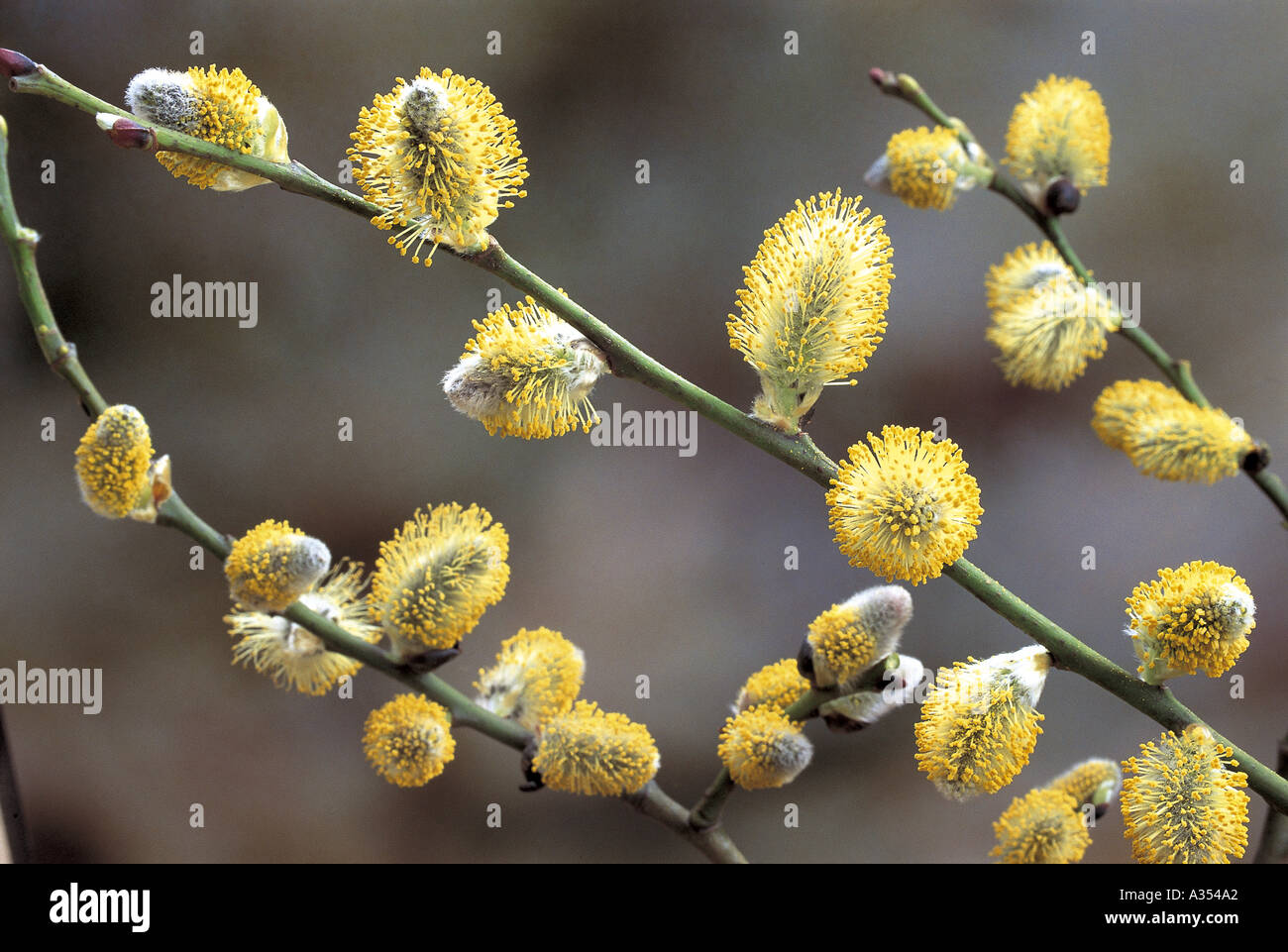 Goat willow inverness hi-res stock photography and images - Alamy