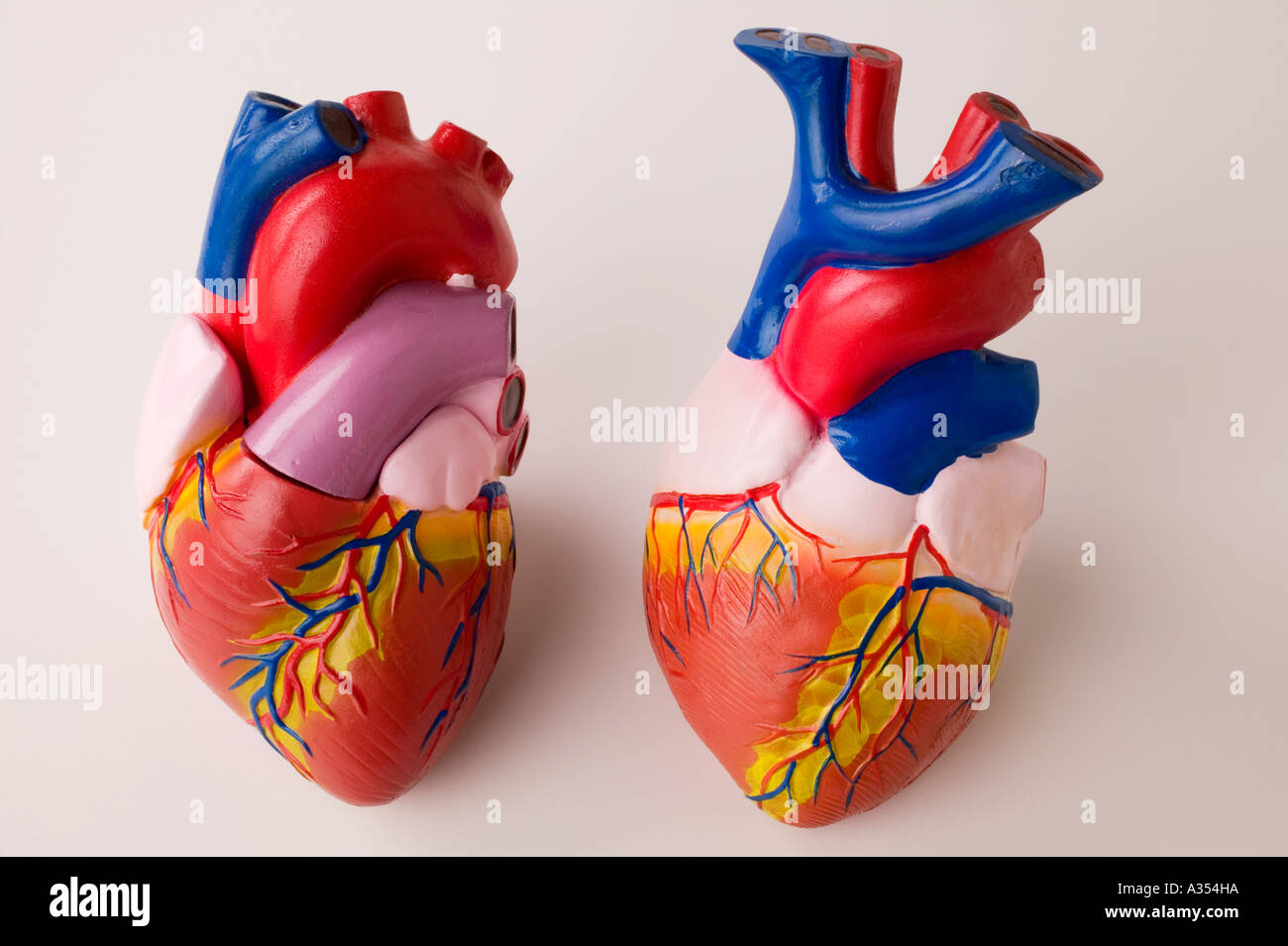 Plastic Heart Model Labeled