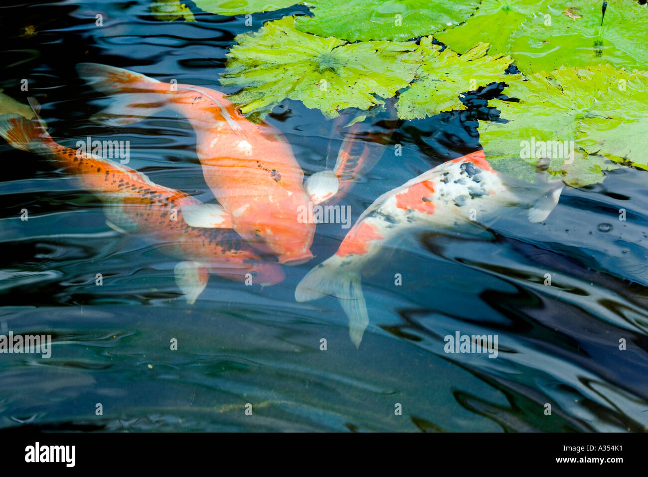 Spotted koi fish hi-res stock photography and images - Alamy