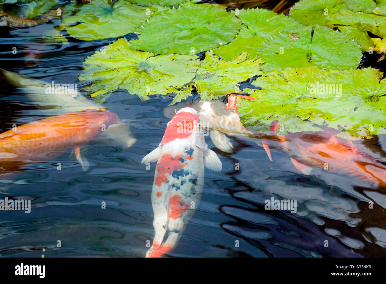 Spotted koi fish hi-res stock photography and images - Alamy