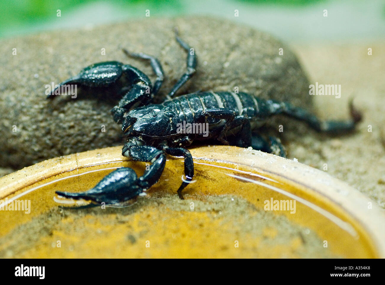Black scorpion hi-res stock photography and images - Alamy