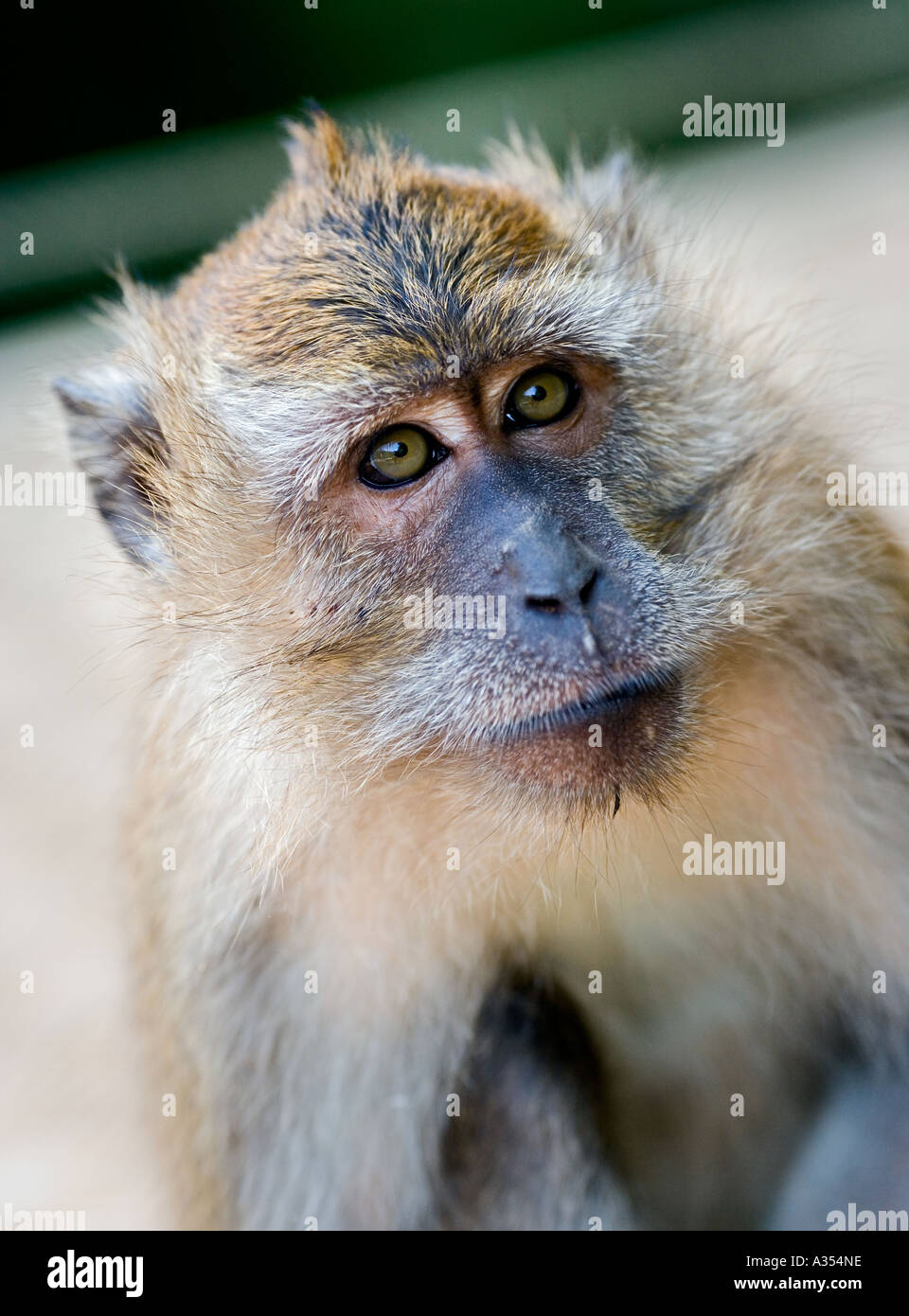 Cynomolgus hi-res stock photography and images - Alamy