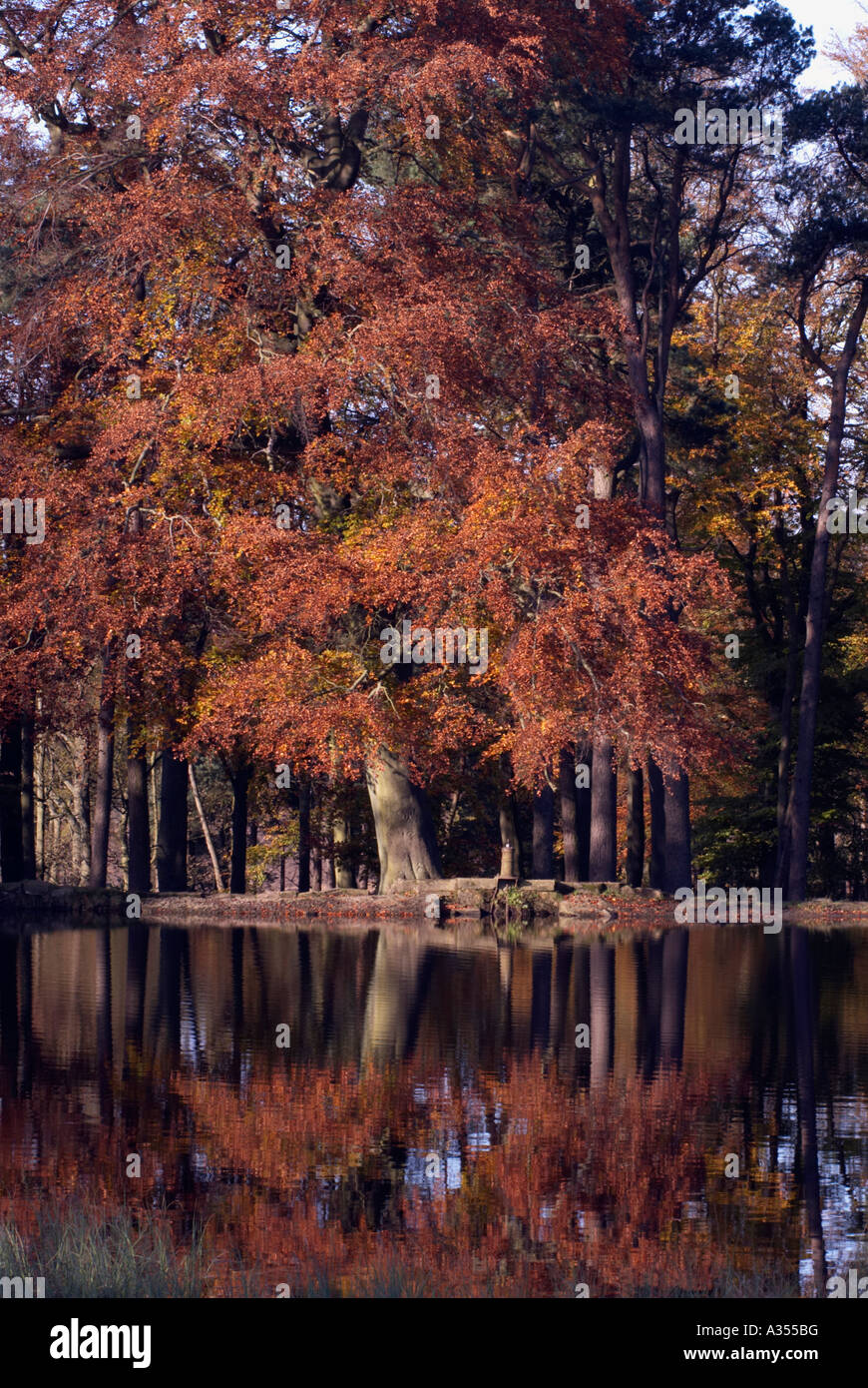Pool in Autumn in Derbyshire "Great Britain Stock Photo - Alamy