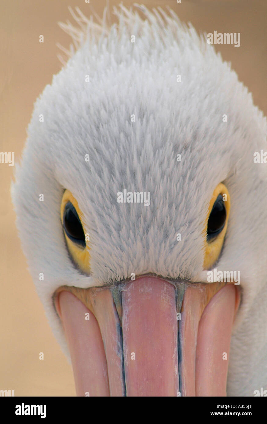 Close up detail of Australian pelican eyes and beak Front view of eyes ...