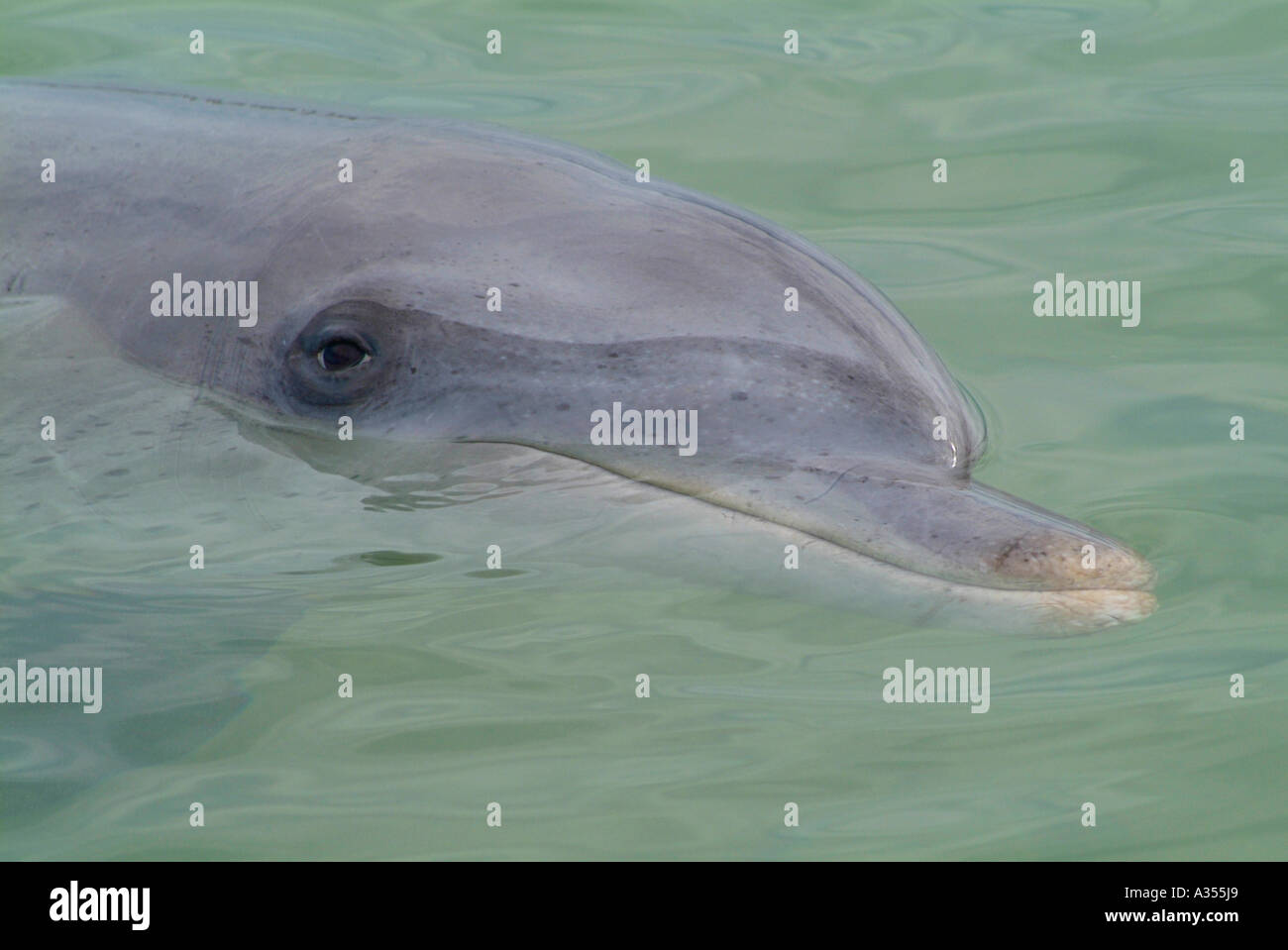 Australia06008dis3 hi-res stock photography and images - Alamy