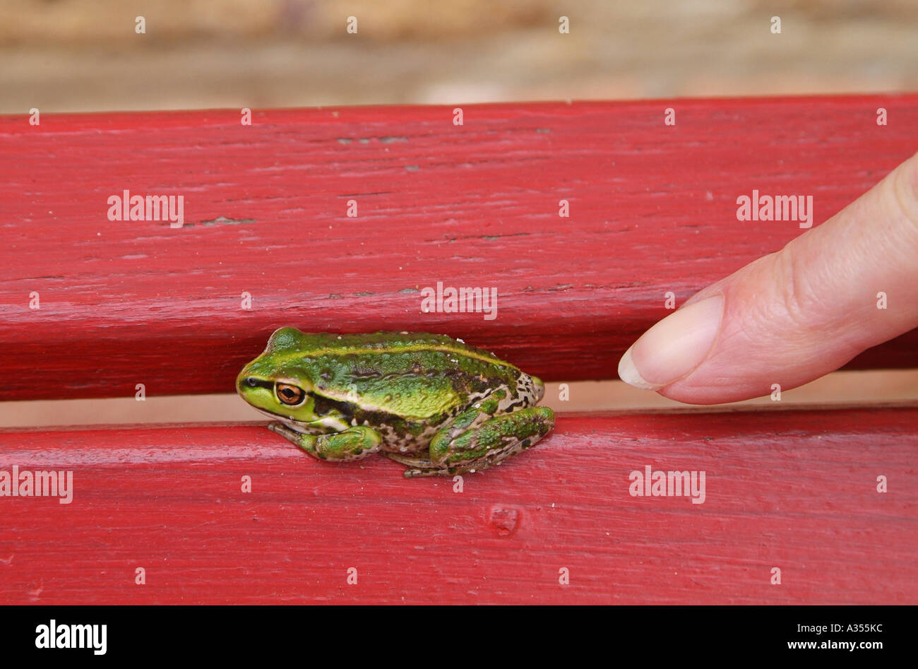 Tiny colourful frog set against red background of a bench with pointing ...