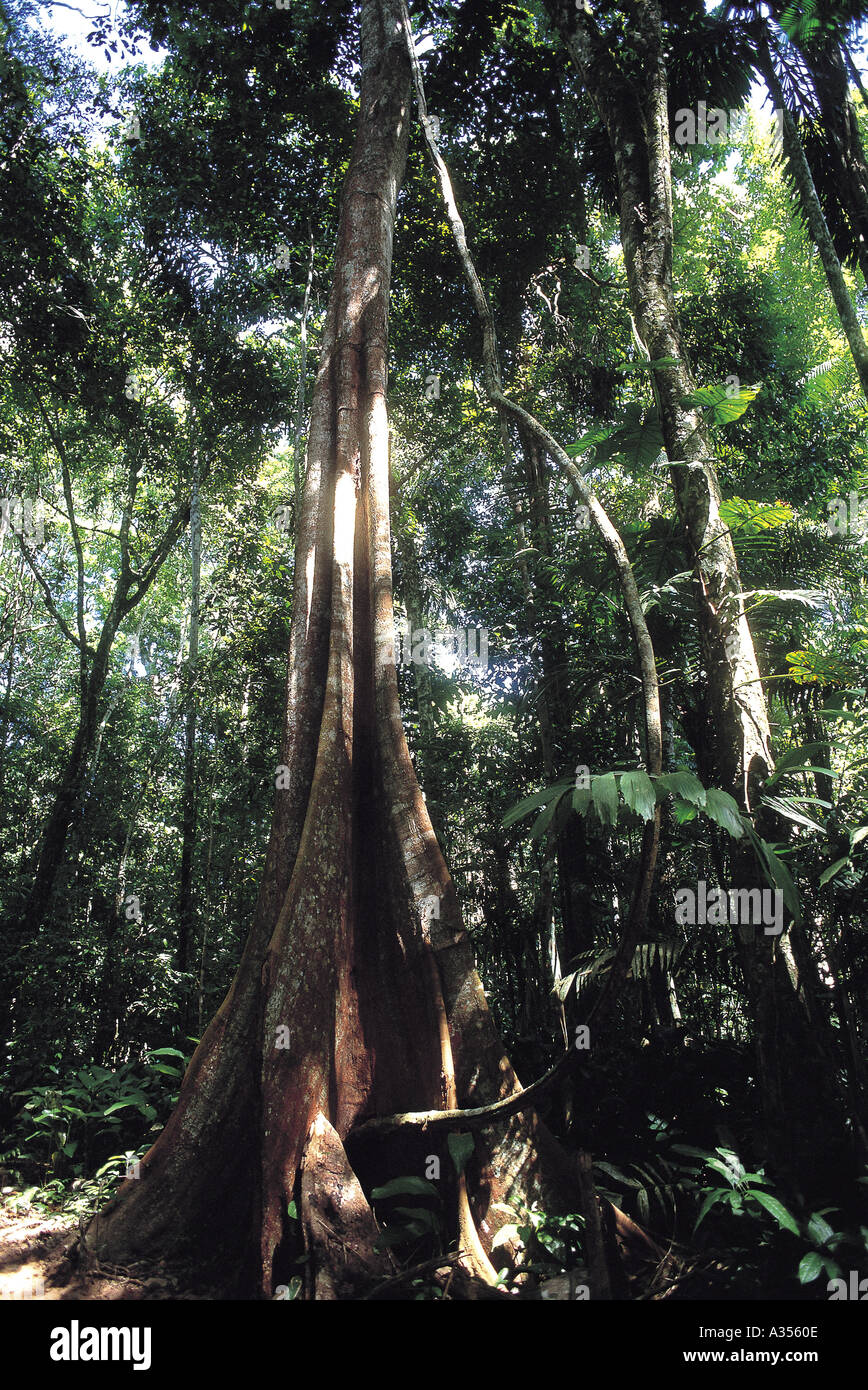 Amazon Brazil Tree with large spreading buttress roots Stock Photo - Alamy