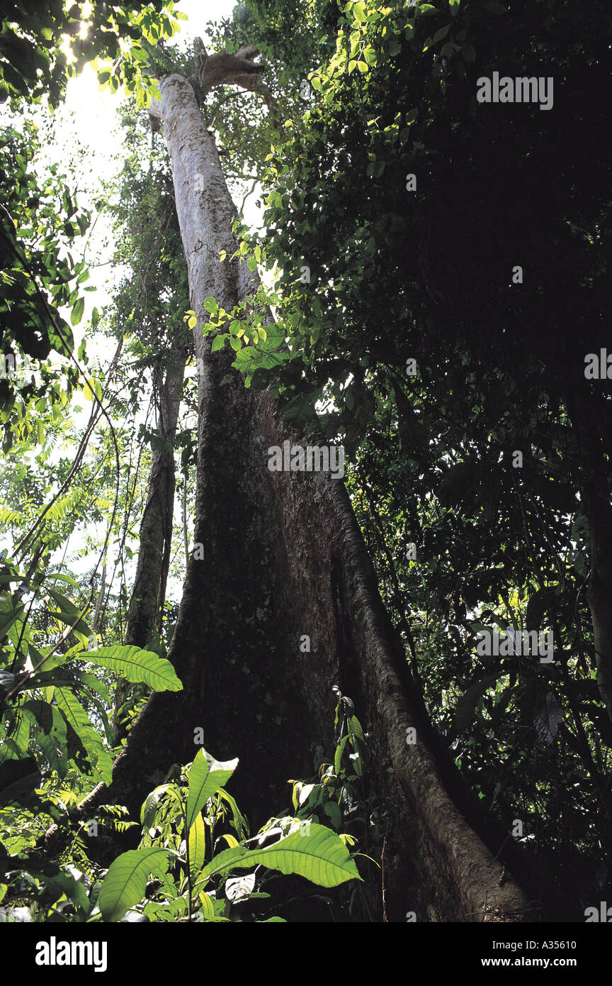 Amazon Brazil Rainforest tree with buttress roots Stock Photo - Alamy