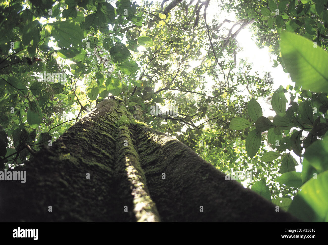 Mato Grosso State Brazil Looking up the moss covered trunk of a tall ...