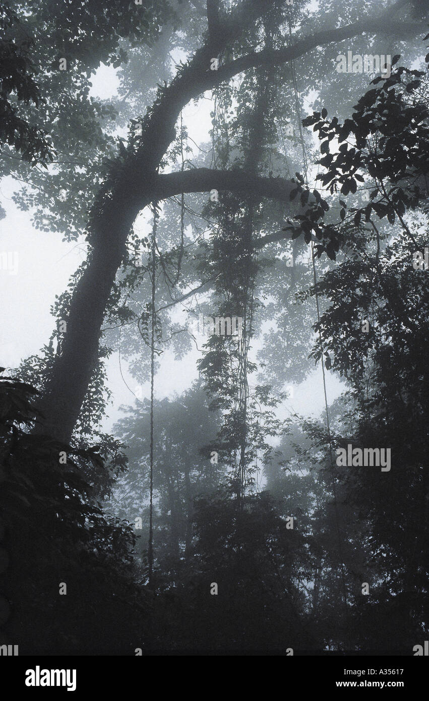 Amazon Brazil Misty Amazonian forest with lianas Stock Photo - Alamy