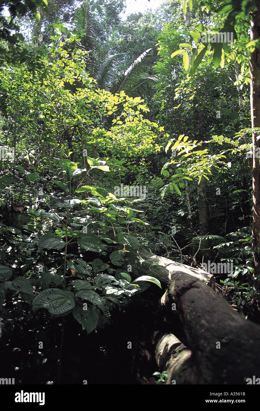 Amazon Basin Brazil Dense rainforest vegetation fallen tree trunk light ...