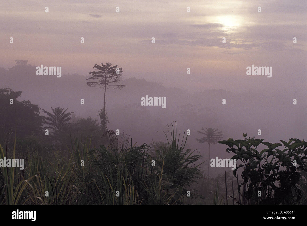Amazonian brazil dawn hi-res stock photography and images - Alamy