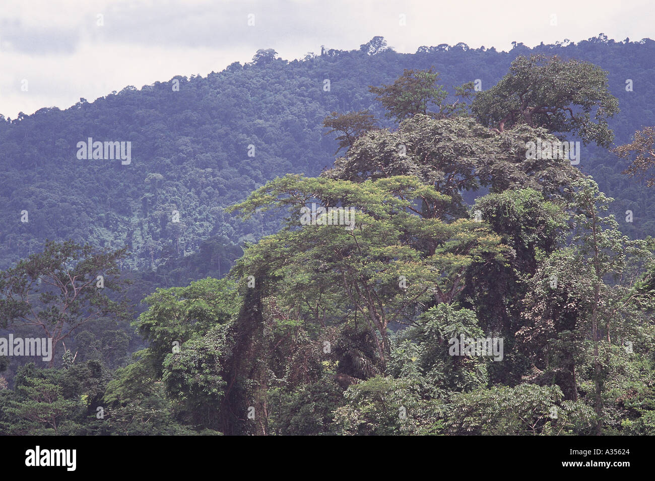 Para State Brazil Typical mixed tree species view over the Amazon ...
