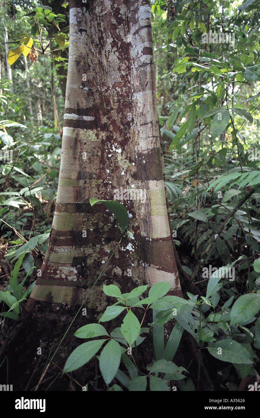 Juruena Mato Grosso state Brazil Base of a rainforest tree with silvery ...