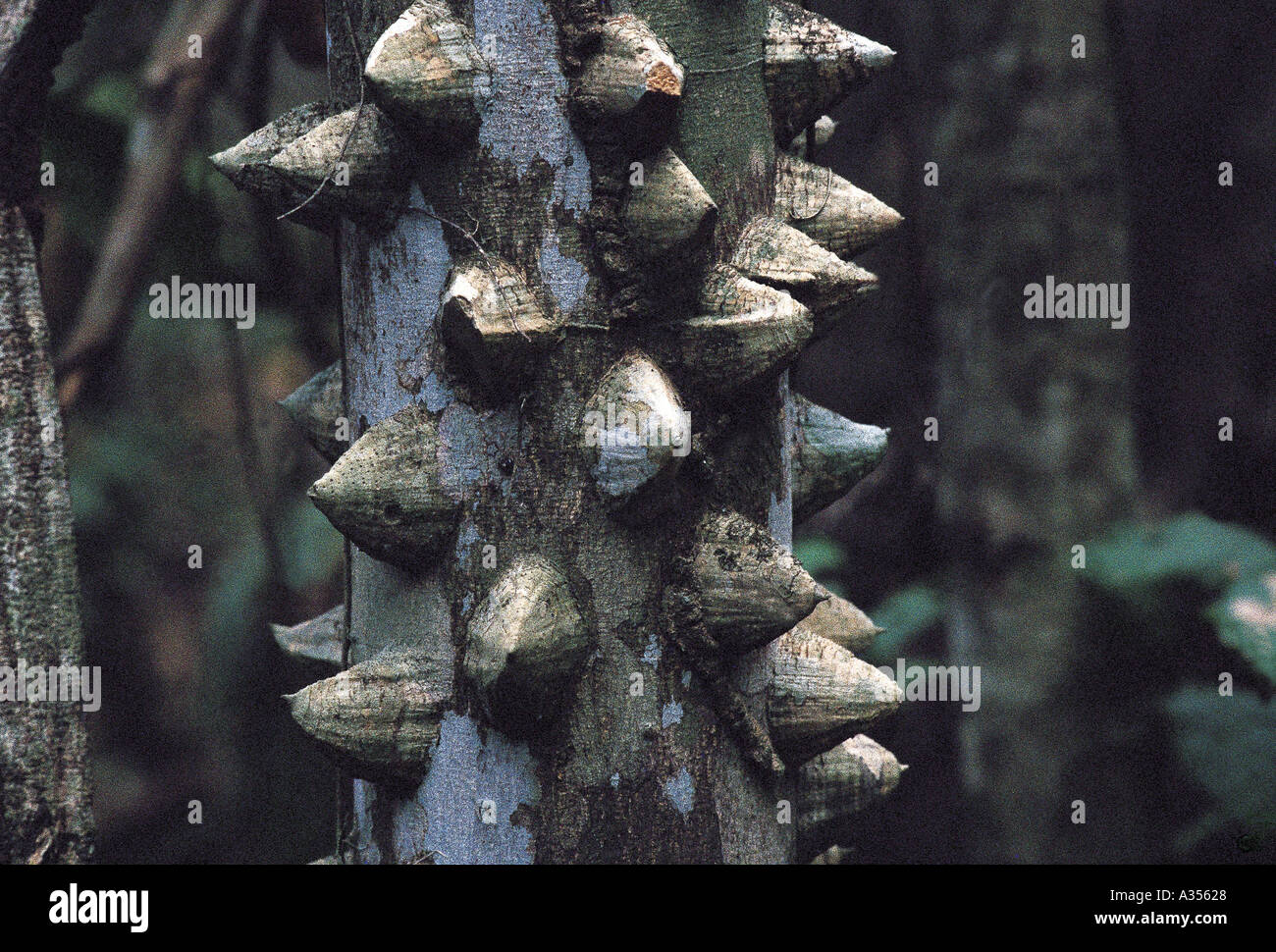 Amazonas State Brazil Trunk of thorny Anadenanthera peregrina Angio ...