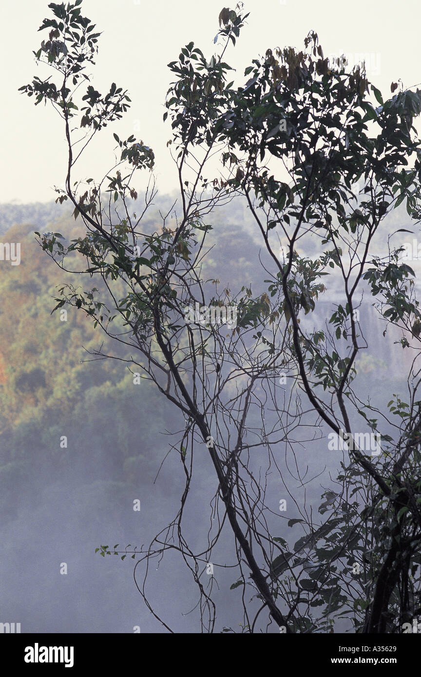 Southern Amazon Brazil Straggly tree with raindrops with misty forest ...