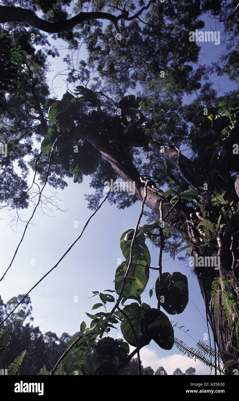 Amazon Brazil Monstera sp climbing up rainforest trees Stock Photo - Alamy