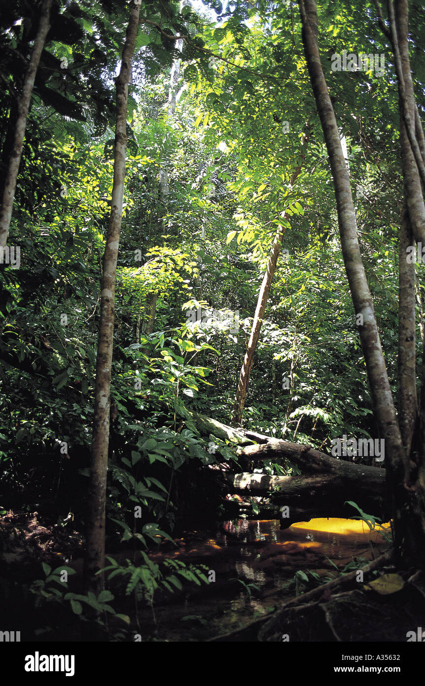 Amazon Basin Brazil Sunlight penetrating a hole in the canopy dense ...