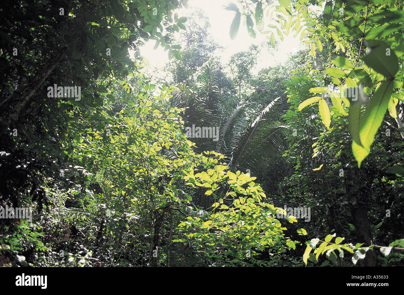 Amazon Basin Brazil Inside the rainforest dense jungle vegetation with ...