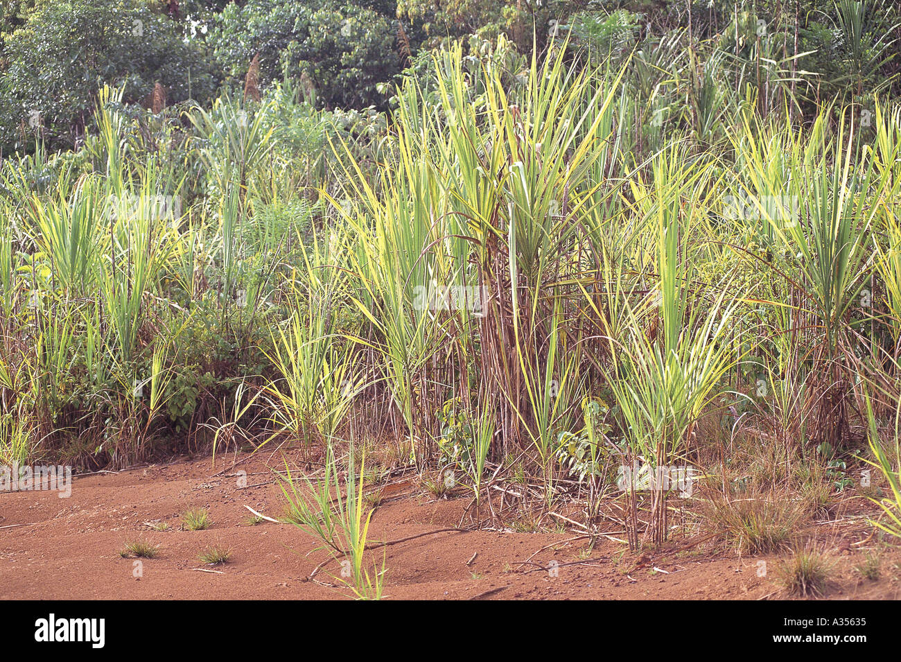 Roraima State Amazon Brazil Reeds used by the Yanomami Indians for ...