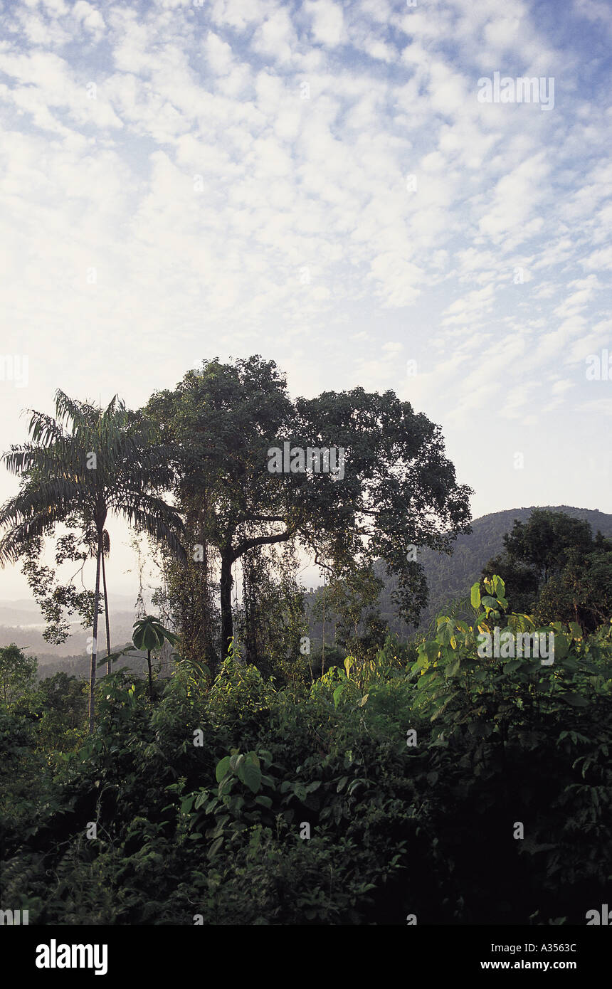 Para State Brazil Tall tree above rainforest vegetation in the early ...